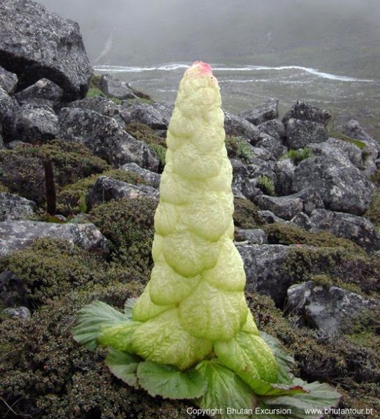 Himalayan rhubarb – the greenhouse plant – heatherkellyblog – travel ...