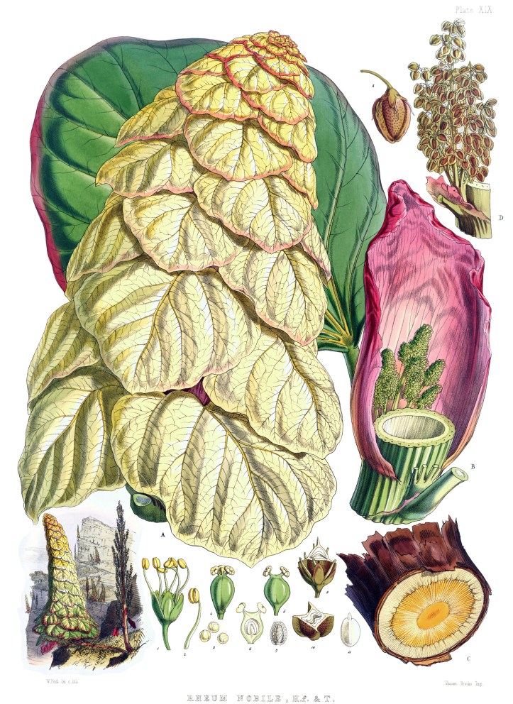 Himalayan rhubarb – the greenhouse plant – heatherkellyblog – travel ...