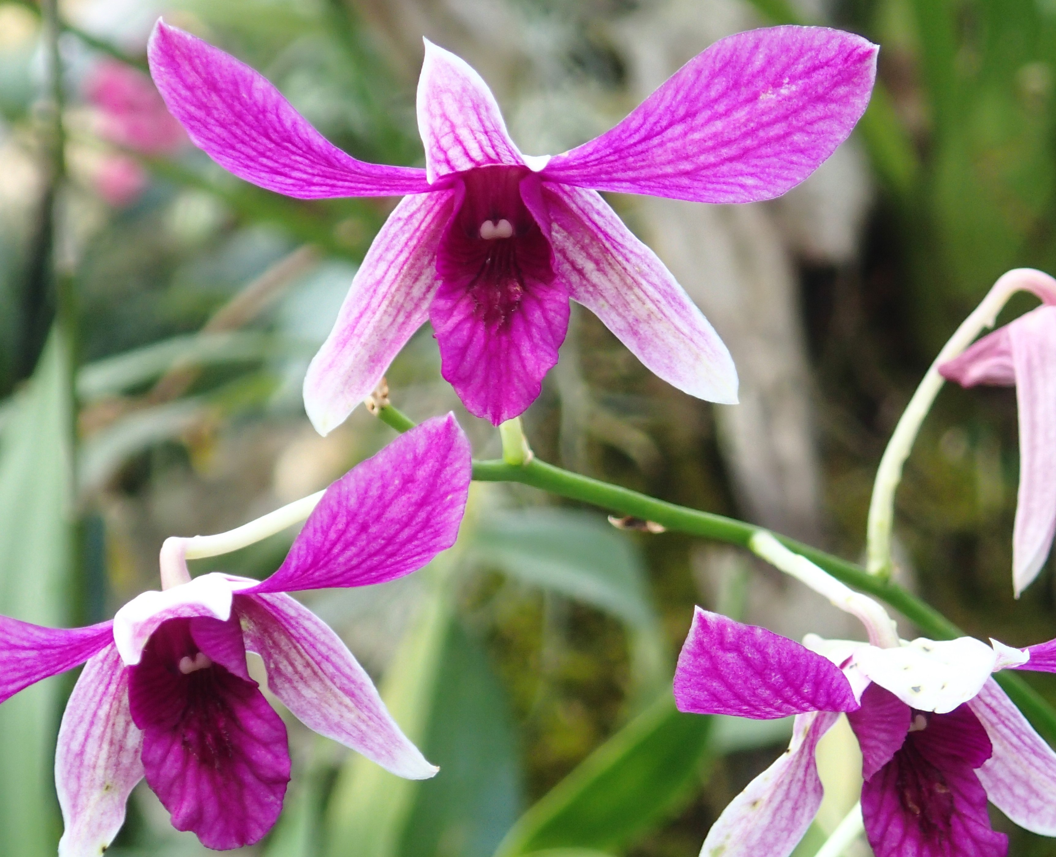 The most beautiful monocot? – heatherkellyblog – travel with me and ...