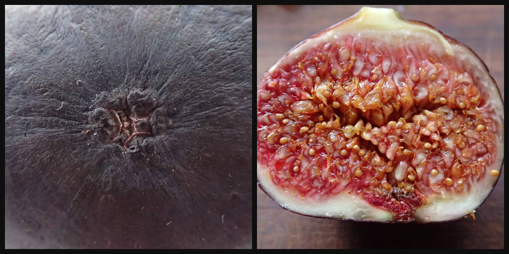 Ladders to Heaven – the Secret History of Fig Trees – heatherkellyblog ...