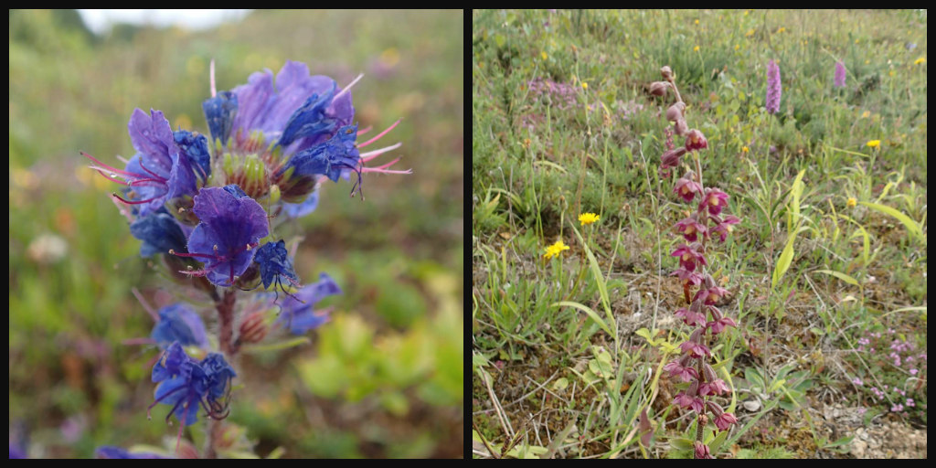 Habitat restoration at Quarrington Quarry, November 2019 ...