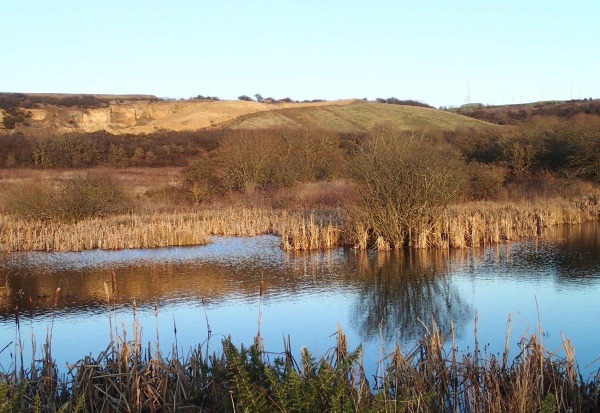 Habitat restoration at Quarrington Quarry, December 2019 ...