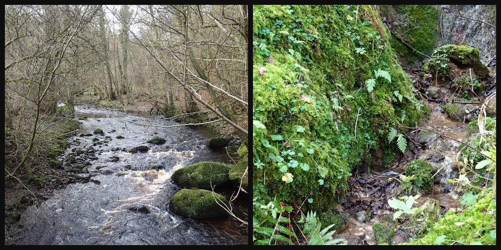 Deepdale Wood Nature Reserve – heatherkellyblog – travel with me and ...