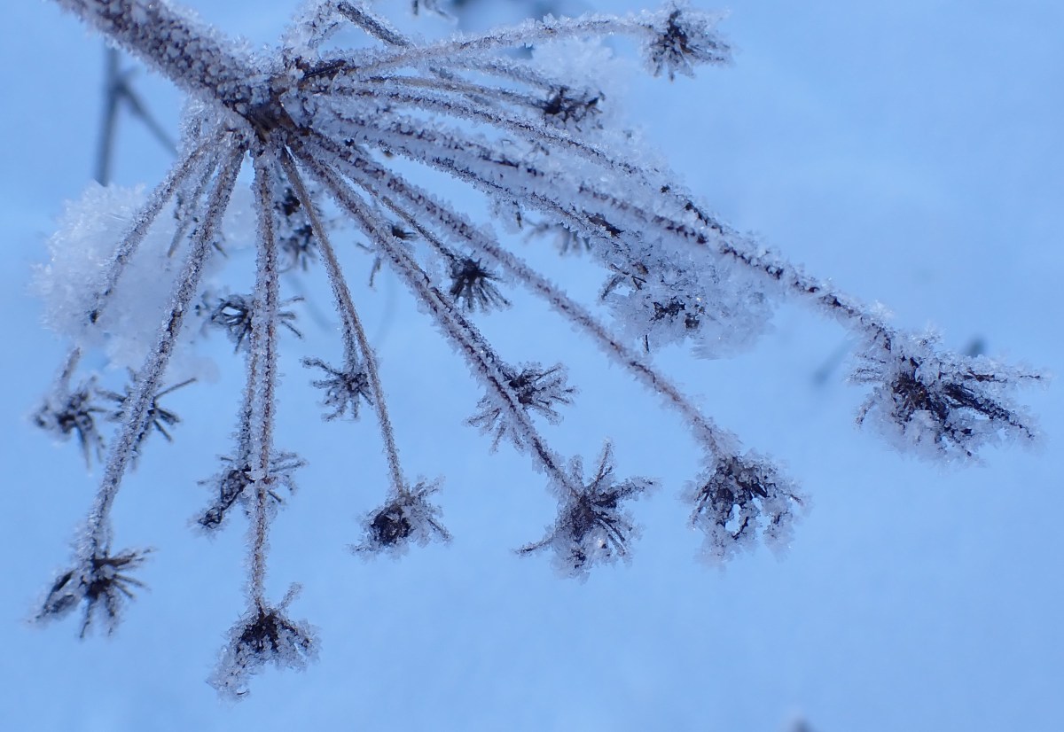 Lockdown challenge 2021 – Cassop Vale National Nature Reserve ...