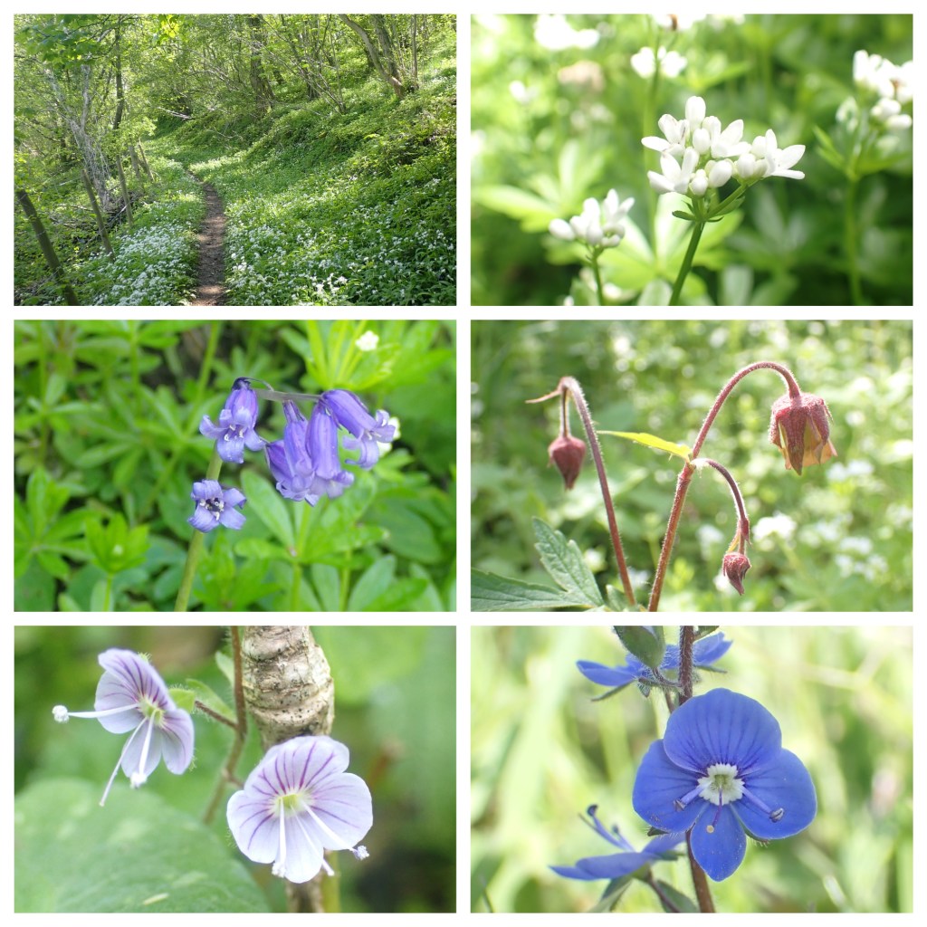 Cassop Vale, May and June 2021 – heatherkellyblog – travel with me and ...