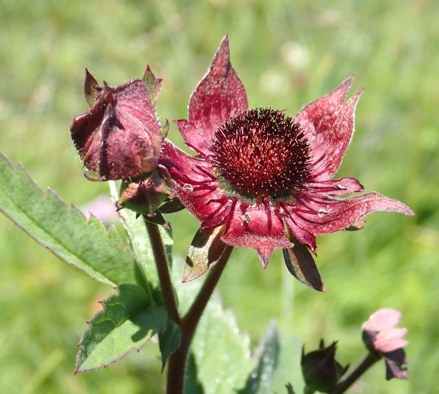 Cassop Vale, May and June 2021 – heatherkellyblog – travel with me and ...