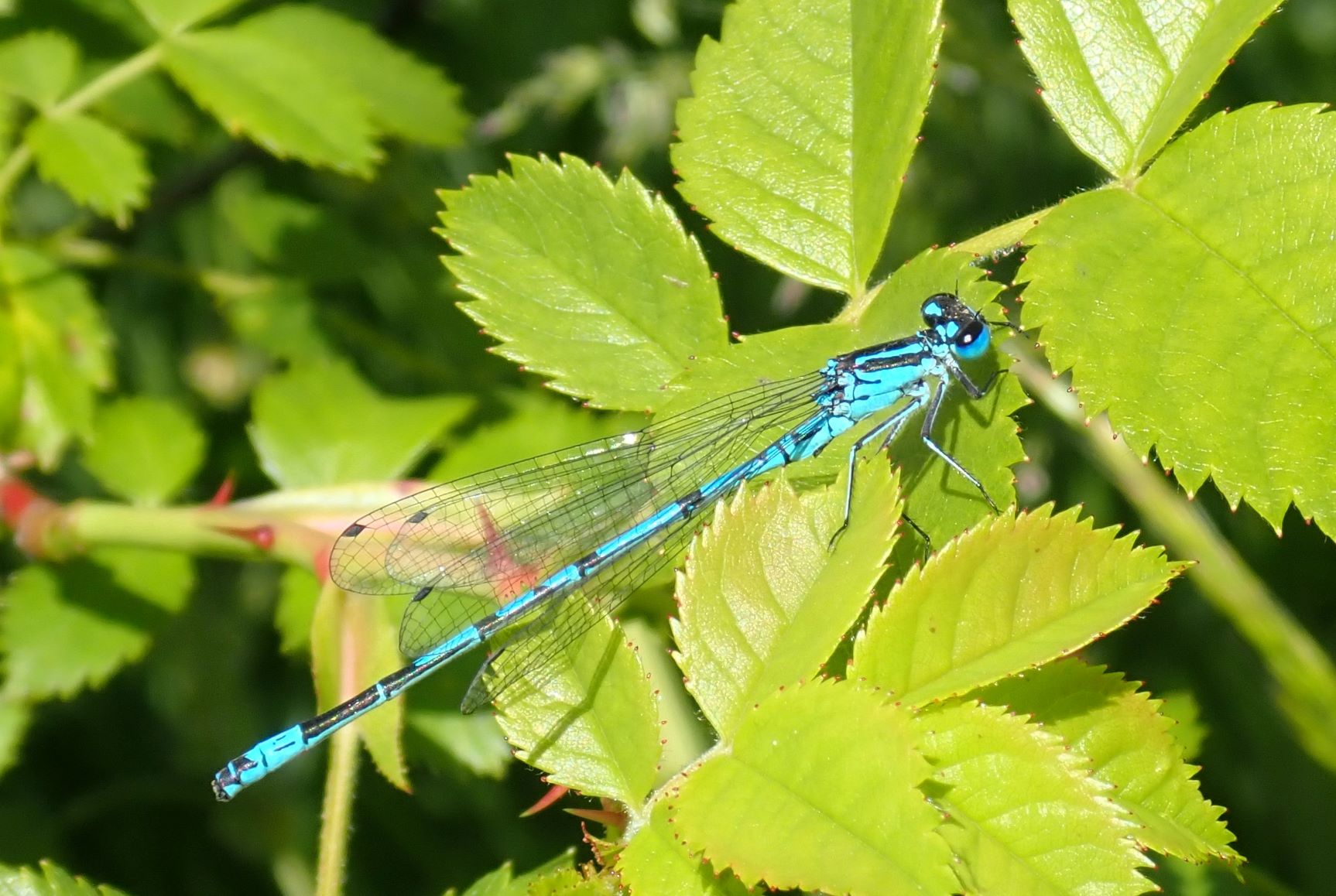 Cassop Vale, May and June 2021 – heatherkellyblog – travel with me and ...