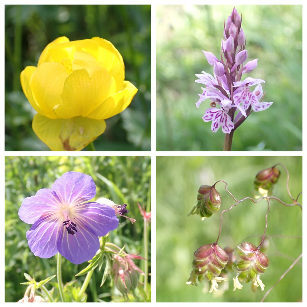 Cassop Vale, May and June 2021 – heatherkellyblog – travel with me and ...