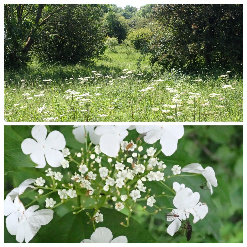 Cassop Vale, May and June 2021 – heatherkellyblog – travel with me and ...