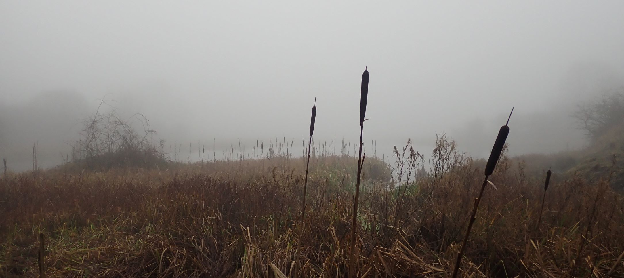 Cassop Vale, Winter 2021 – heatherkellyblog – travel with me and wonder ...