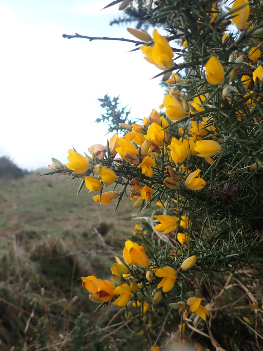 And finally… Cassop NNR, December 2021 – heatherkellyblog – travel with ...